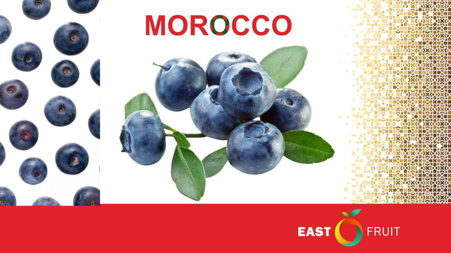 Moroccan Blueberries: A Global Success Story Driven by a Unique Selling ...