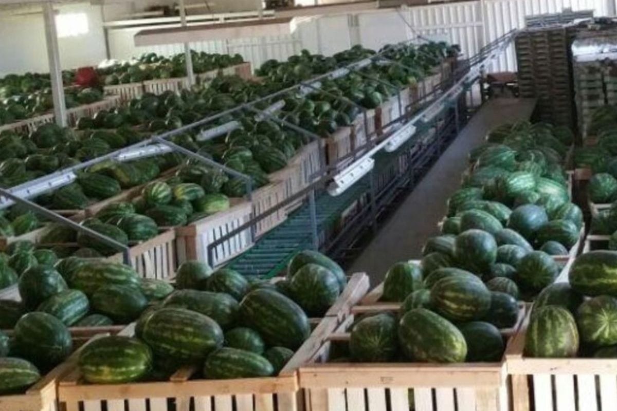 Moroccan watermelons coming soon • EastFruit