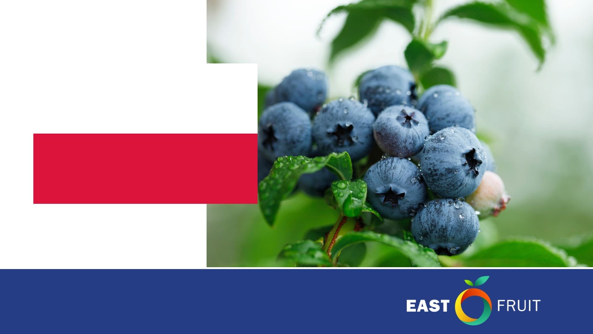 Blueberry Outlook for Poland: Export are to Decline • EastFruit