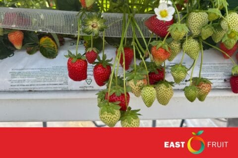 Horticultural business • EastFruit