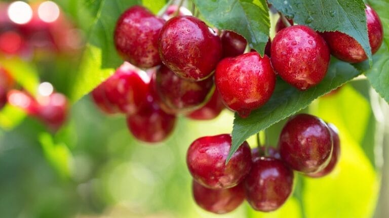 Sweet Cherries: Top 15 World's Sweetest Varieties for Highest Profits ...