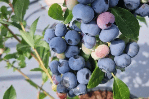 Top 20 Largest Fruit Importers and Key Global Import Trends – EastFruit ...