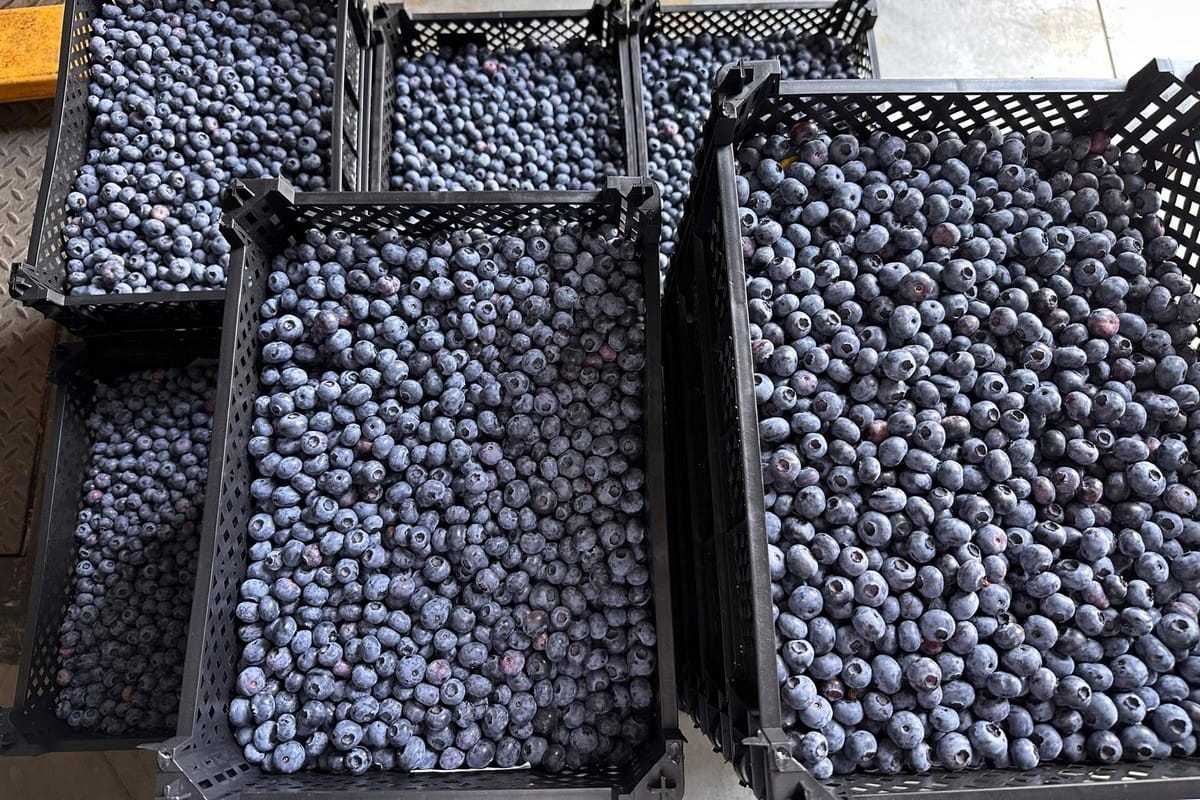 Polish blueberry harvest has been slow, but gradually getting better ...
