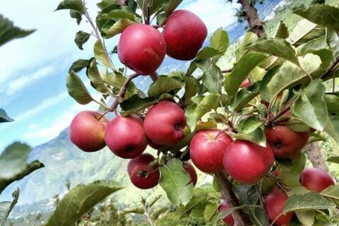 Top 20 Largest Fruit Importers and Key Global Import Trends – EastFruit ...