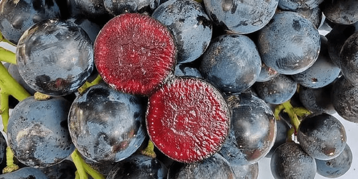 Bloom Fresh unveils antioxidant-rich red-fleshed grape Boombites ...