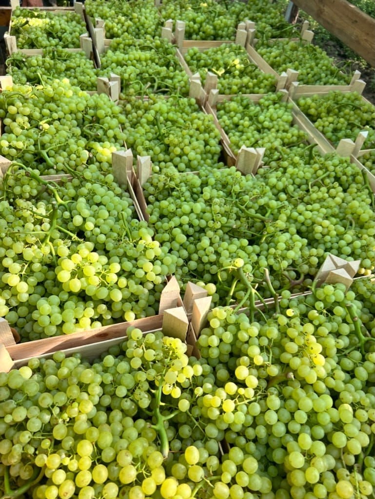 The Seedless Future of Ukrainian Table Grapes: Producers Balancing ...