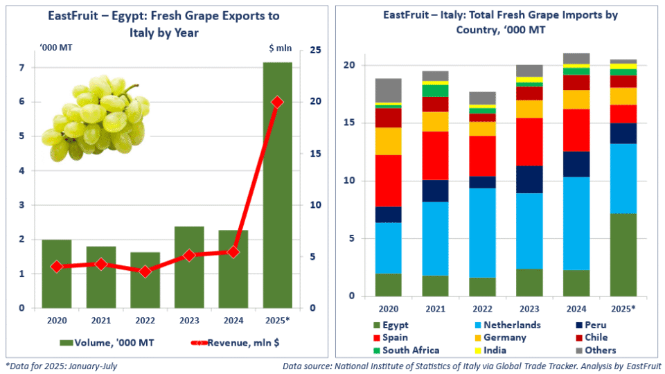 Egypt triples fresh grape exports to Italy in 2025 • EastFruit