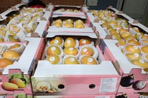 Miyazaki mango sells for $3,600 per kg, among world’s costliest fruits ...