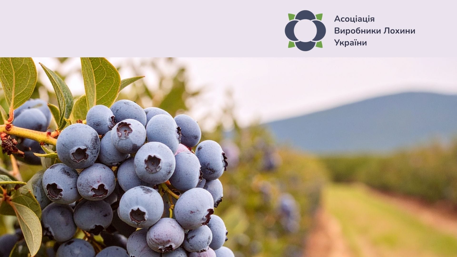 Ukraine’s blueberry boom: how producers united to conquer global ...