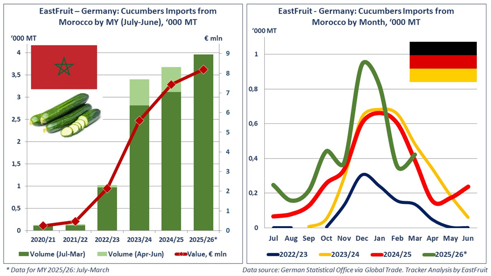 Morocco expands direct cucumber exports to Germany, setting new ...