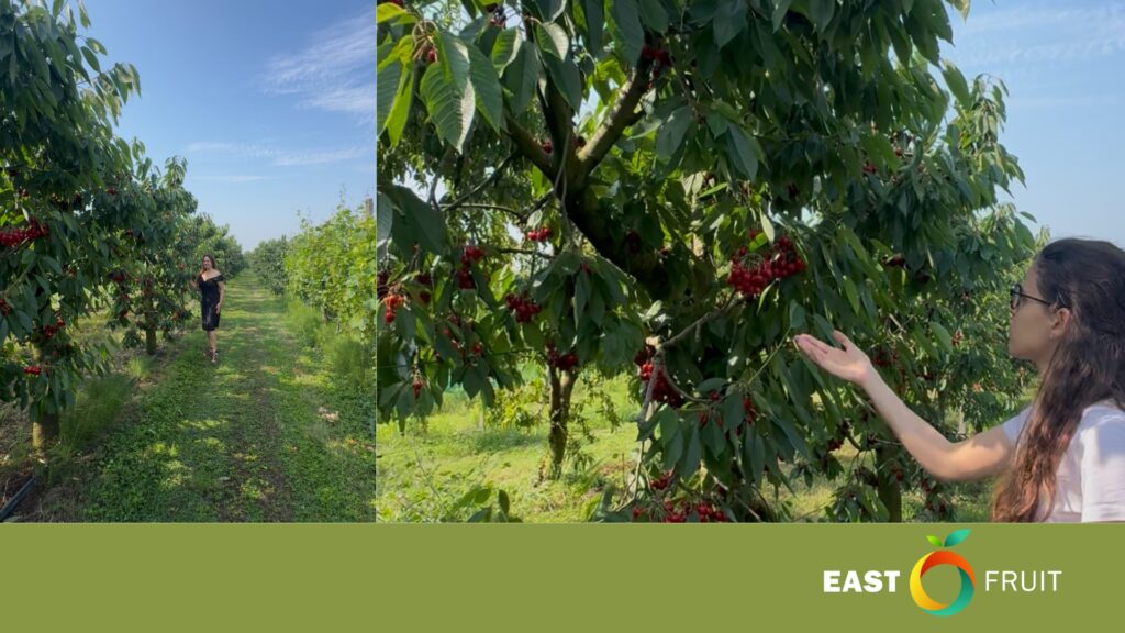 Italian sweet cherry season 2026: in the Euganean Hills, local fruit ...
