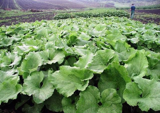 В Україні вивели новий сорт лопуха: культура має потенціал для ...